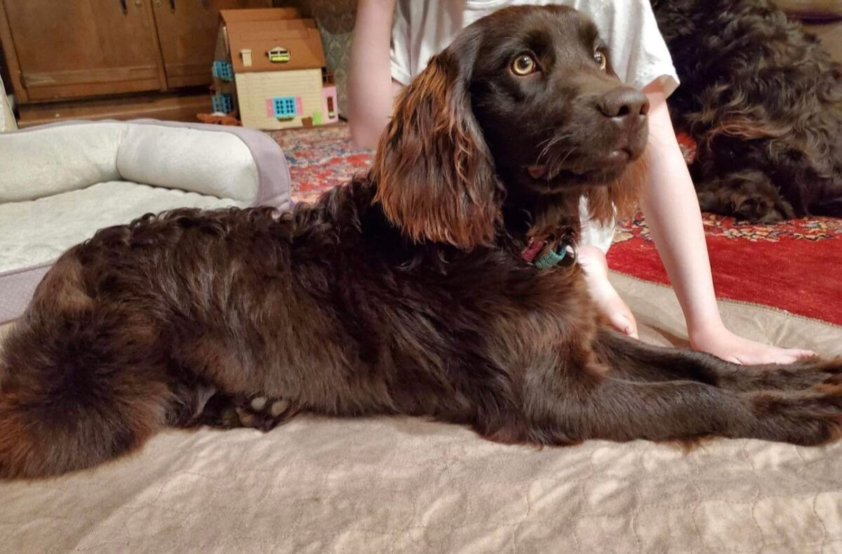 Adoptable Dogs – Operation Little Brown Dog